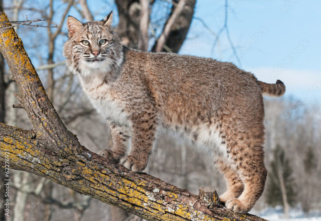 The tale of the bobcat | News, Sports, Jobs - The Vindicator
